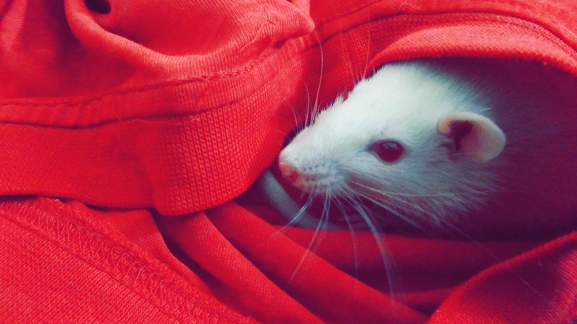 Mapping biology from mouse to human | The Alan Turing Institute