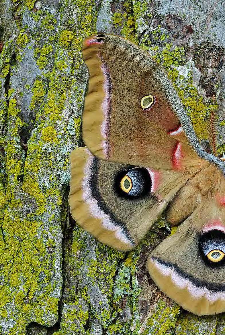 Data Study Group Final Report: UK Centre for Ecology & Hydrology (UKCEH) | The Alan Turing Institute